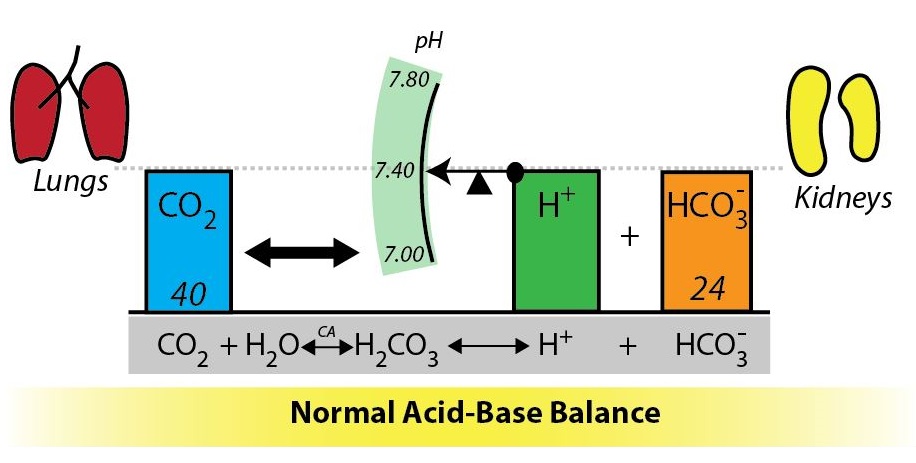 Acid Base Imbalances Cheat Sheet - NCLEX Quiz
