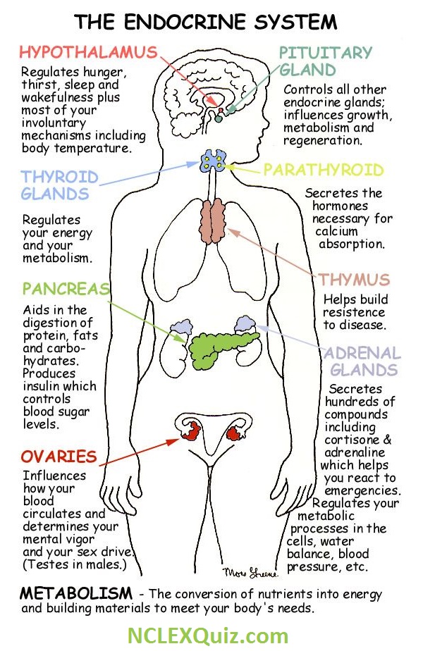 What You Should Know About Hormones And Endocrine System NCLEX Quiz