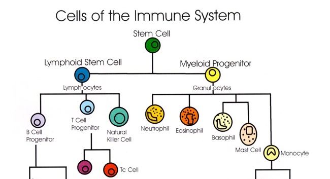 Immune System Cells Chart