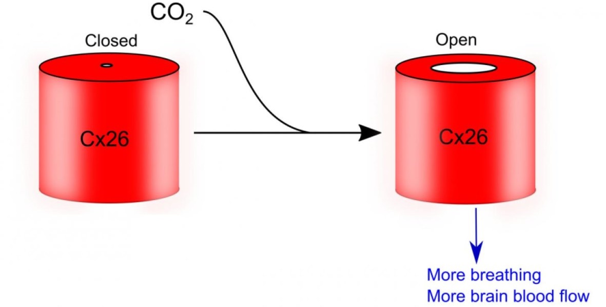 Breathing molecule discovered: Vital to treating respiratory conditions ...