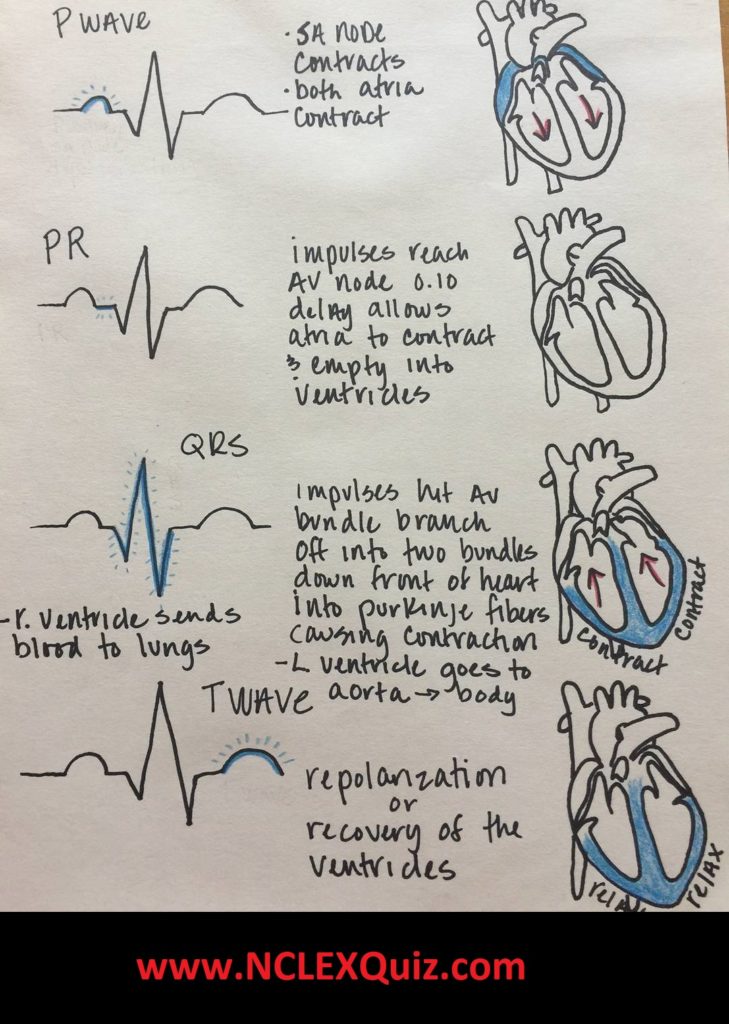 Electrical Events of the Cardiac Cycle, ECG and electrical activity of ...