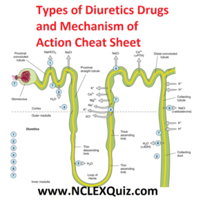 Types of Diuretics Drugs and Mechanism of Action Cheat Sheet - NCLEX Quiz