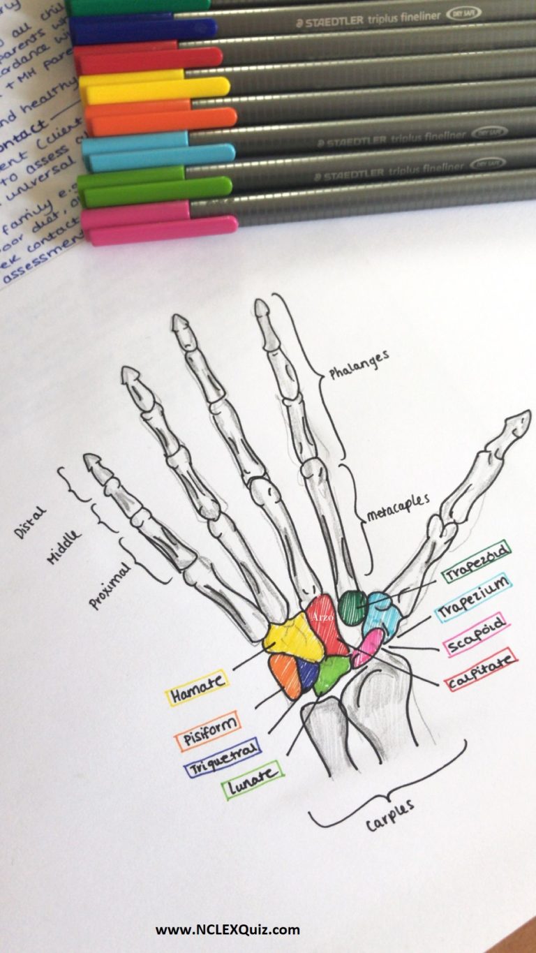 Bones of the Hand, Labeled Diagram Study Tips Med School, Nursing ...