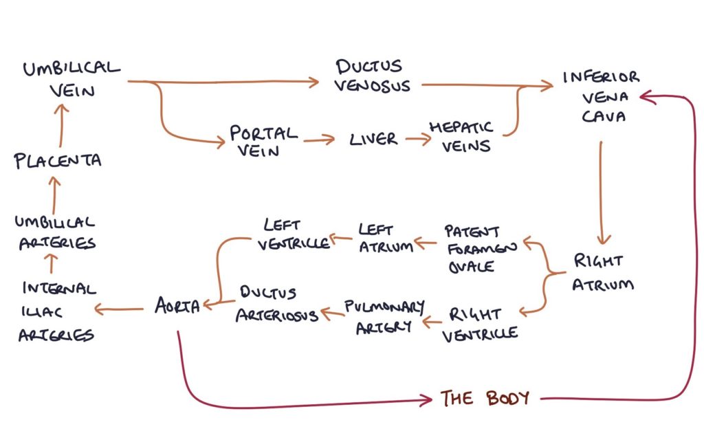 Flow Chart Fetal Circulation NCLEX Quiz Flow Chart Fetal Circulation NCLEX Quiz